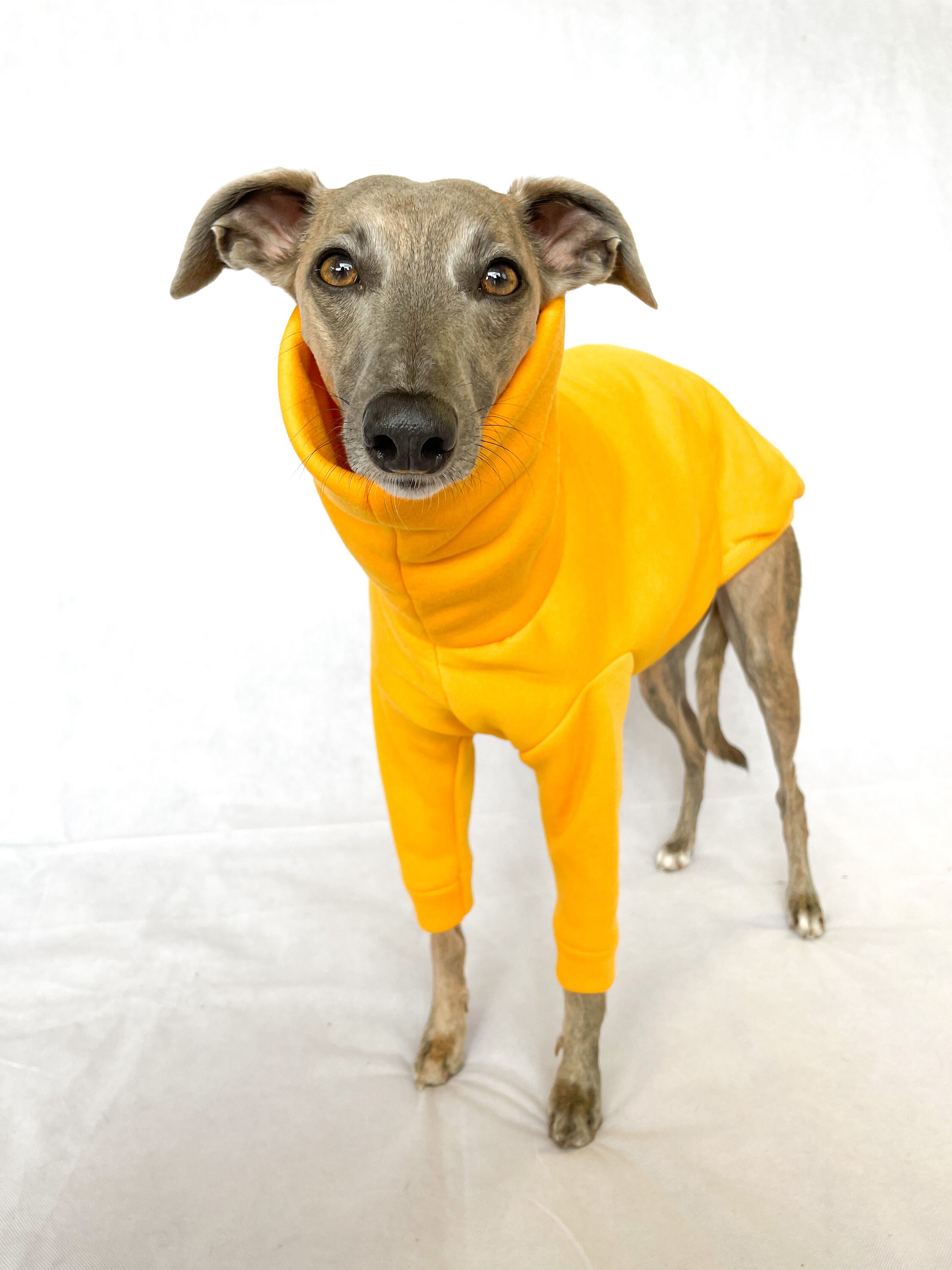 Sport Jumper Greyhound Whippet & Italian Greyhound Clothing - Etsy ...