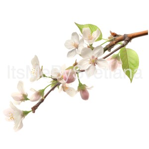 Apple Tree Flowers Clipart, 12 JPG Watercolor Files, Apple Blossom ...