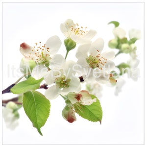 Apple Tree Flowers Clipart, 12 JPG Watercolor Files, Apple Blossom ...