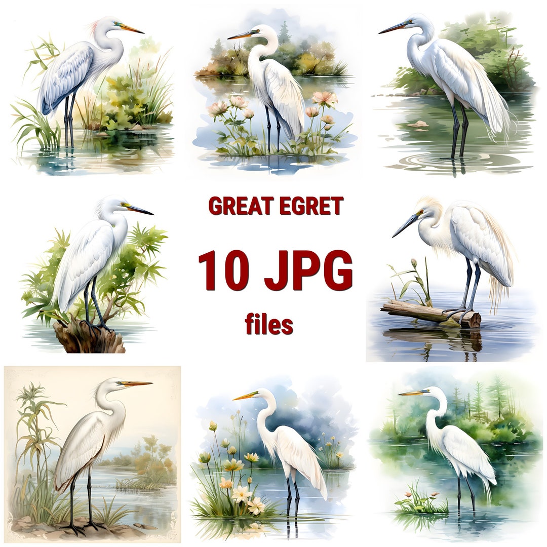 Great Egret Watercolor Clipart, Egret Watercolor Painting Print, Book ...
