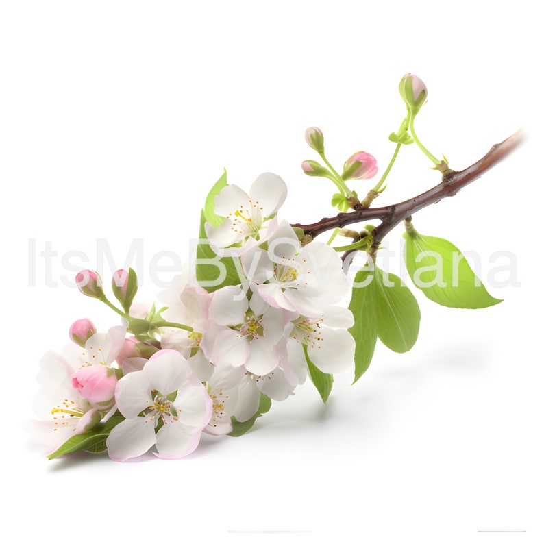 Apple Tree Flowers Clipart 12 JPG Watercolor Files Apple - Etsy