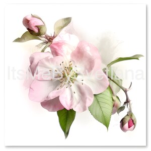 Apple Tree Flowers Clipart, 12 JPG Watercolor Files, Apple Blossom ...