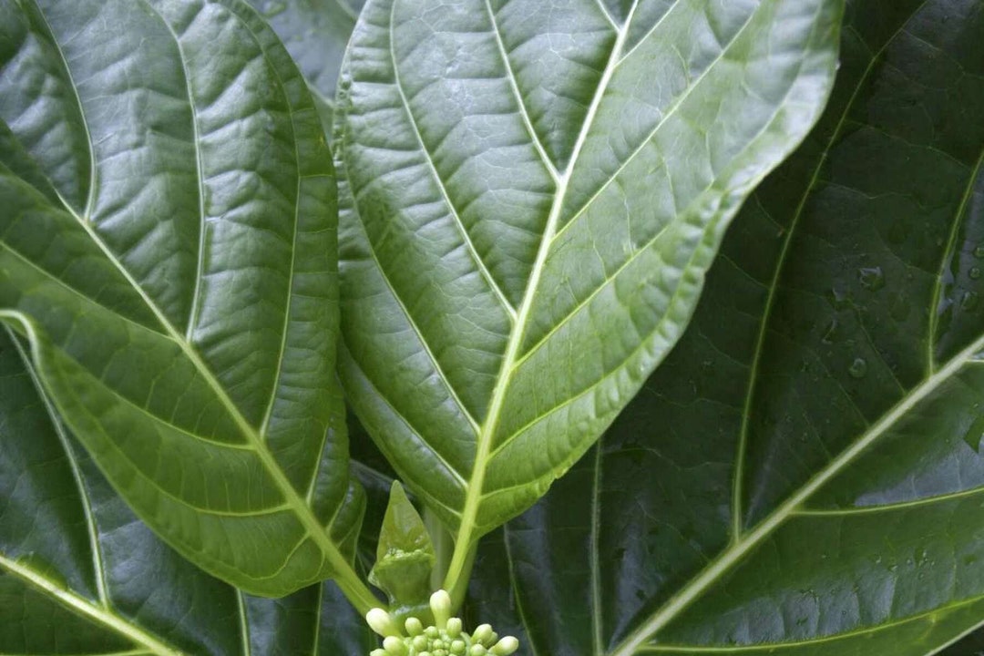 10 Pieces Whole Dried Jamaican Noni Leaf - Etsy