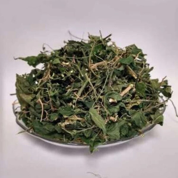 Dog Blood Bush - Etsy