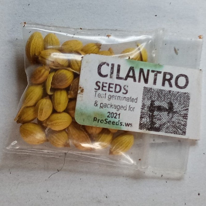 Cilantro Seeds - Etsy