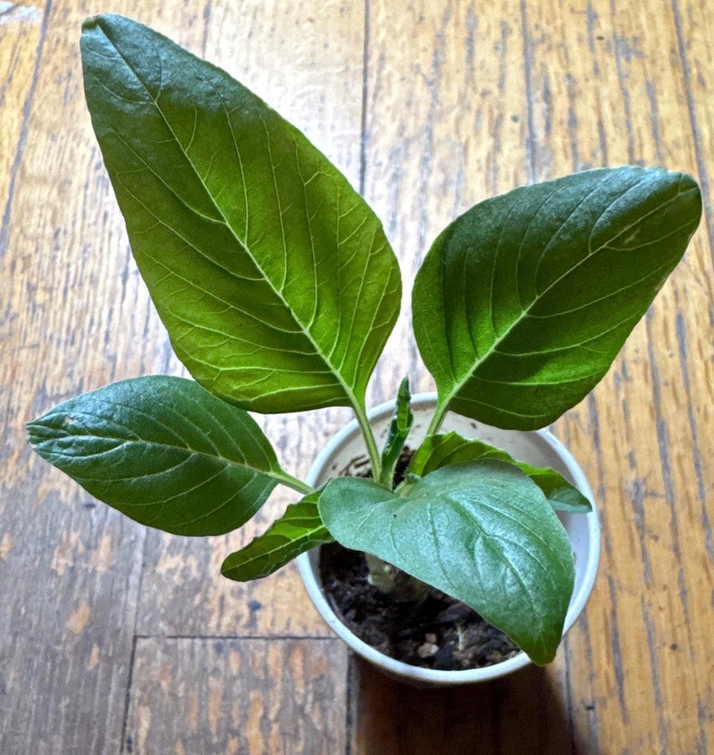 Jamaican Callaloo Live Plant - Etsy