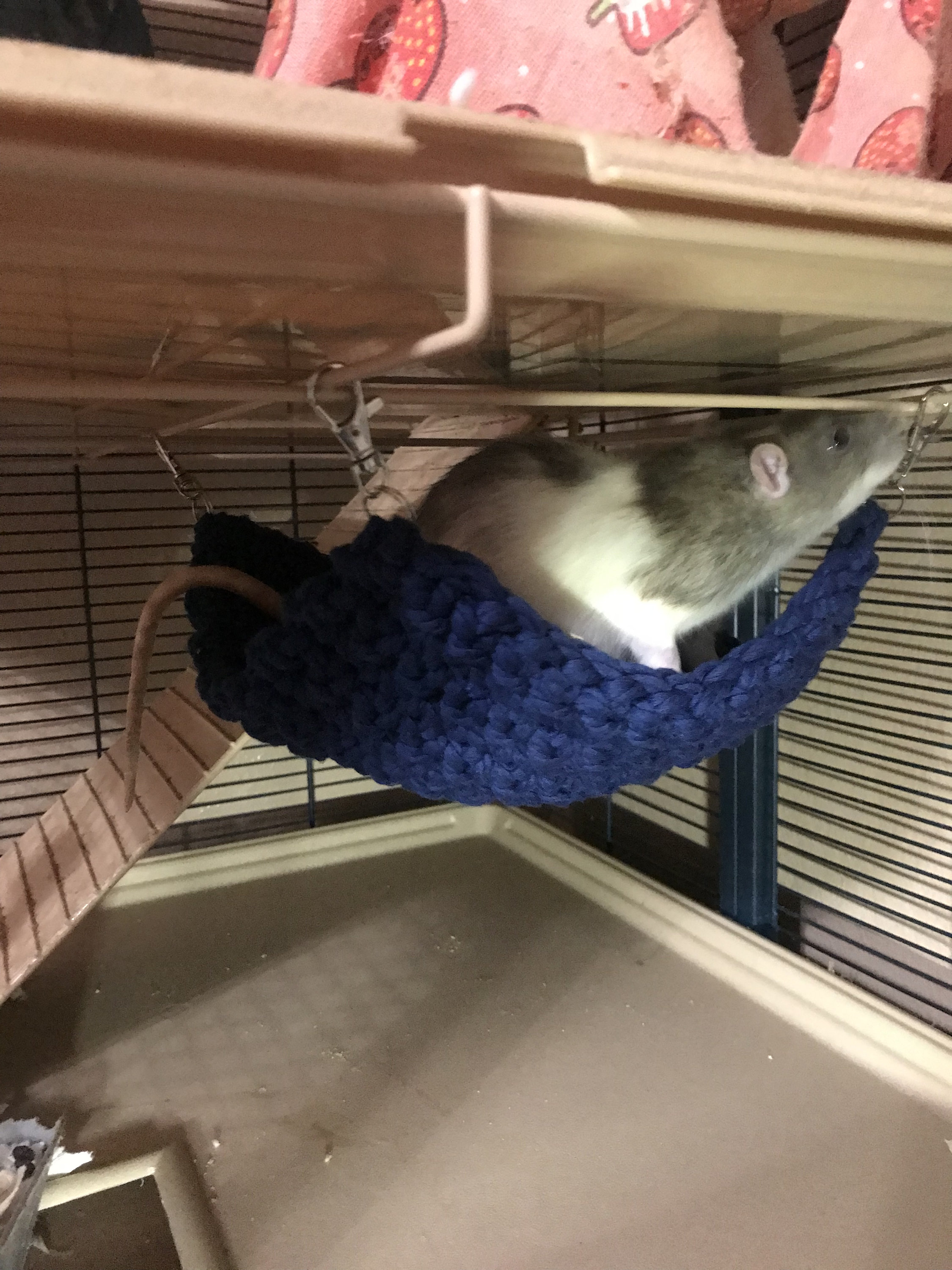 Crochet Rat Hammock - Etsy