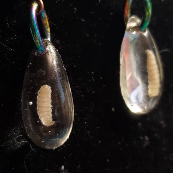 Maggots - Etsy