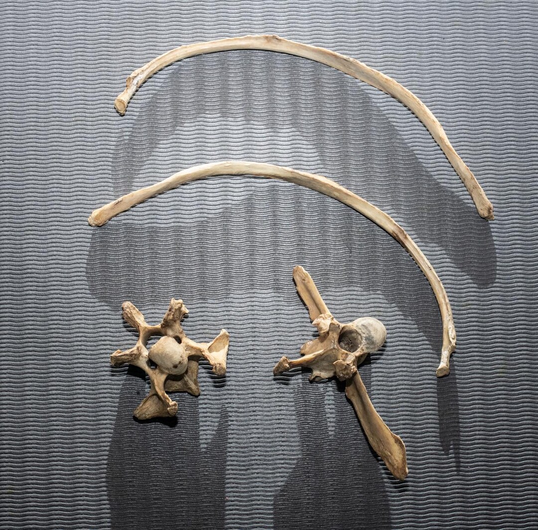 The BONE TEMPLE Collection: Real Bull Bones - Ribs and Vertebrae Bones ...