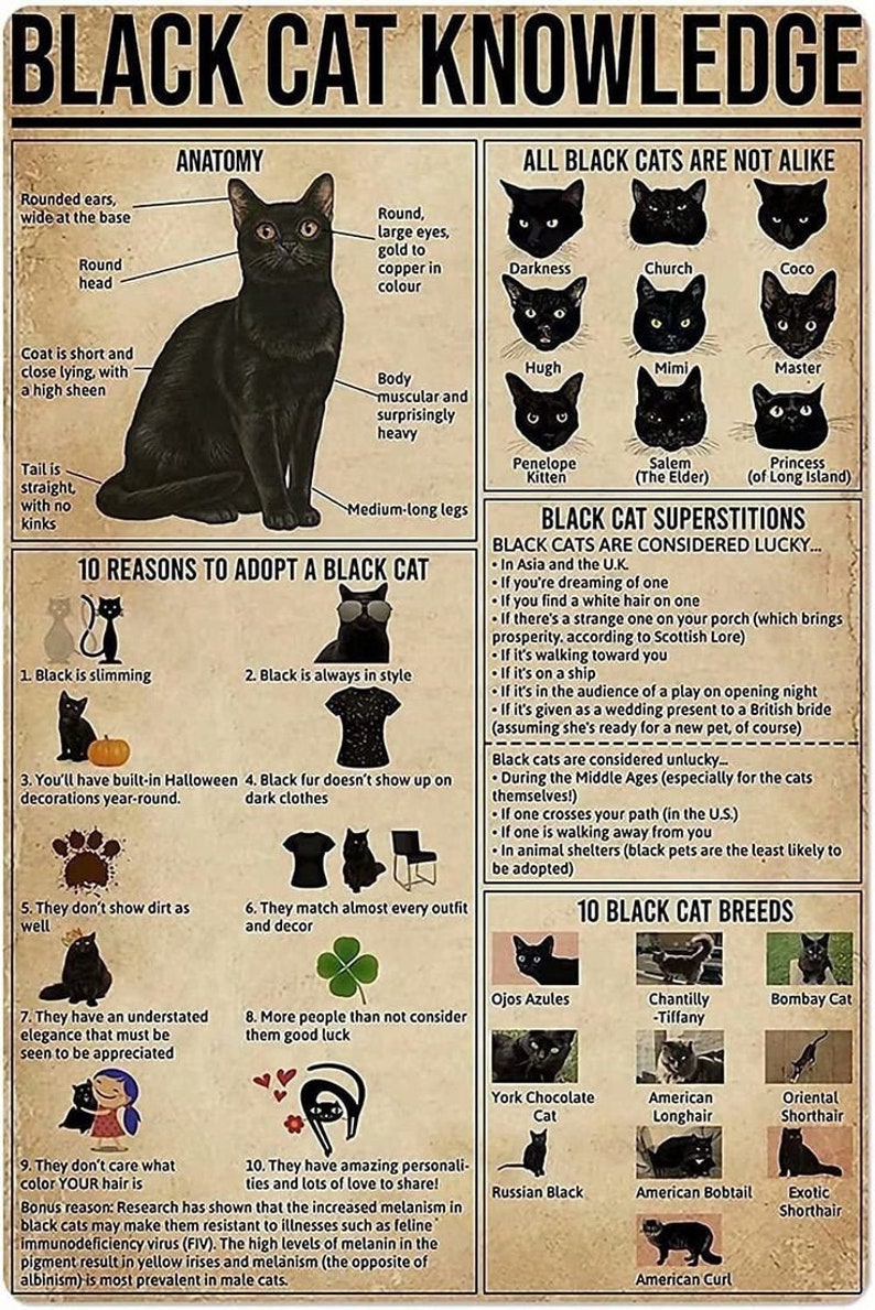 Cat Knowledge poster Black Cat Wall Art Black Cat Print - Etsy UK