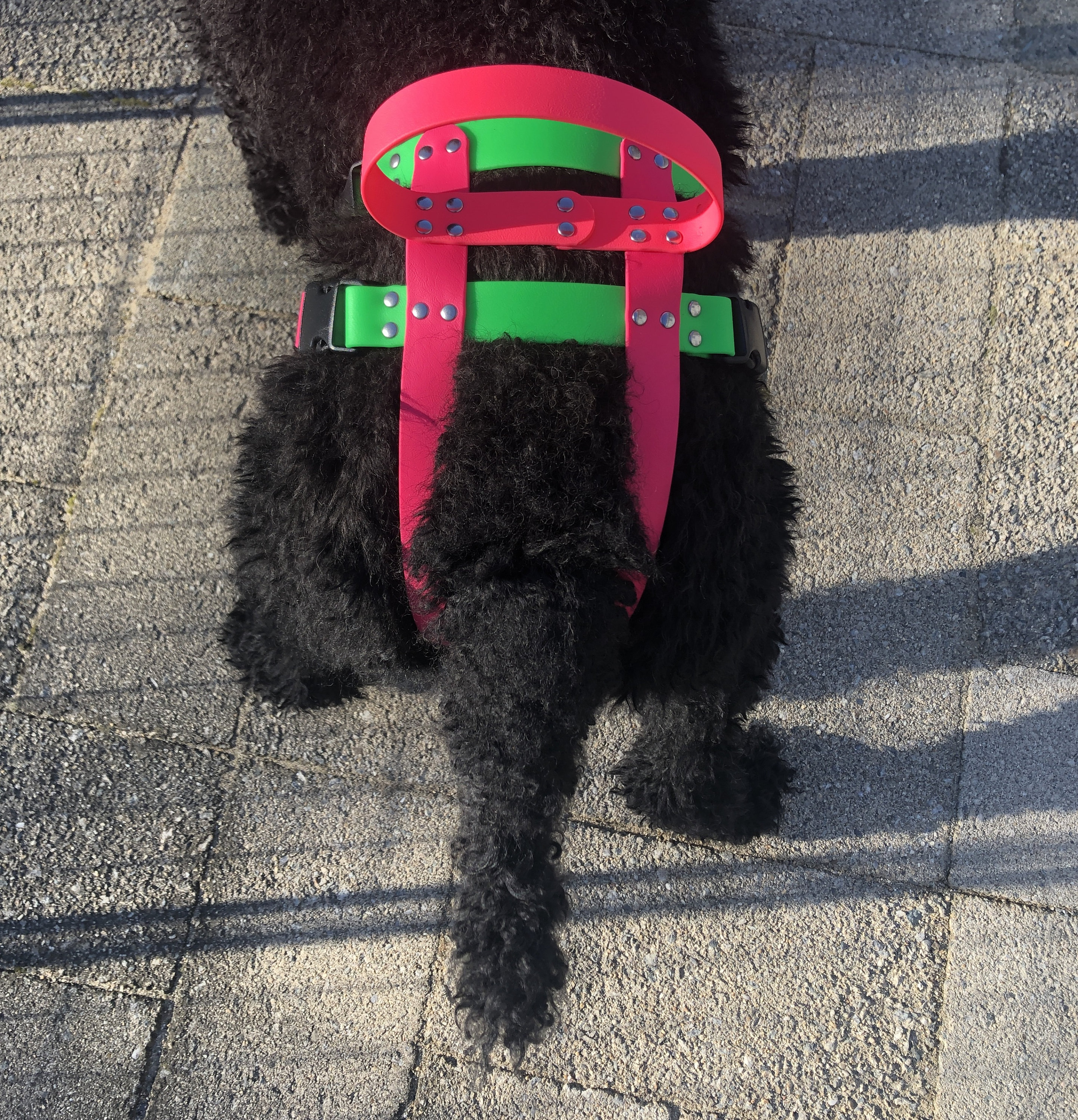 Biothane Hind End Mobility Harness - Etsy