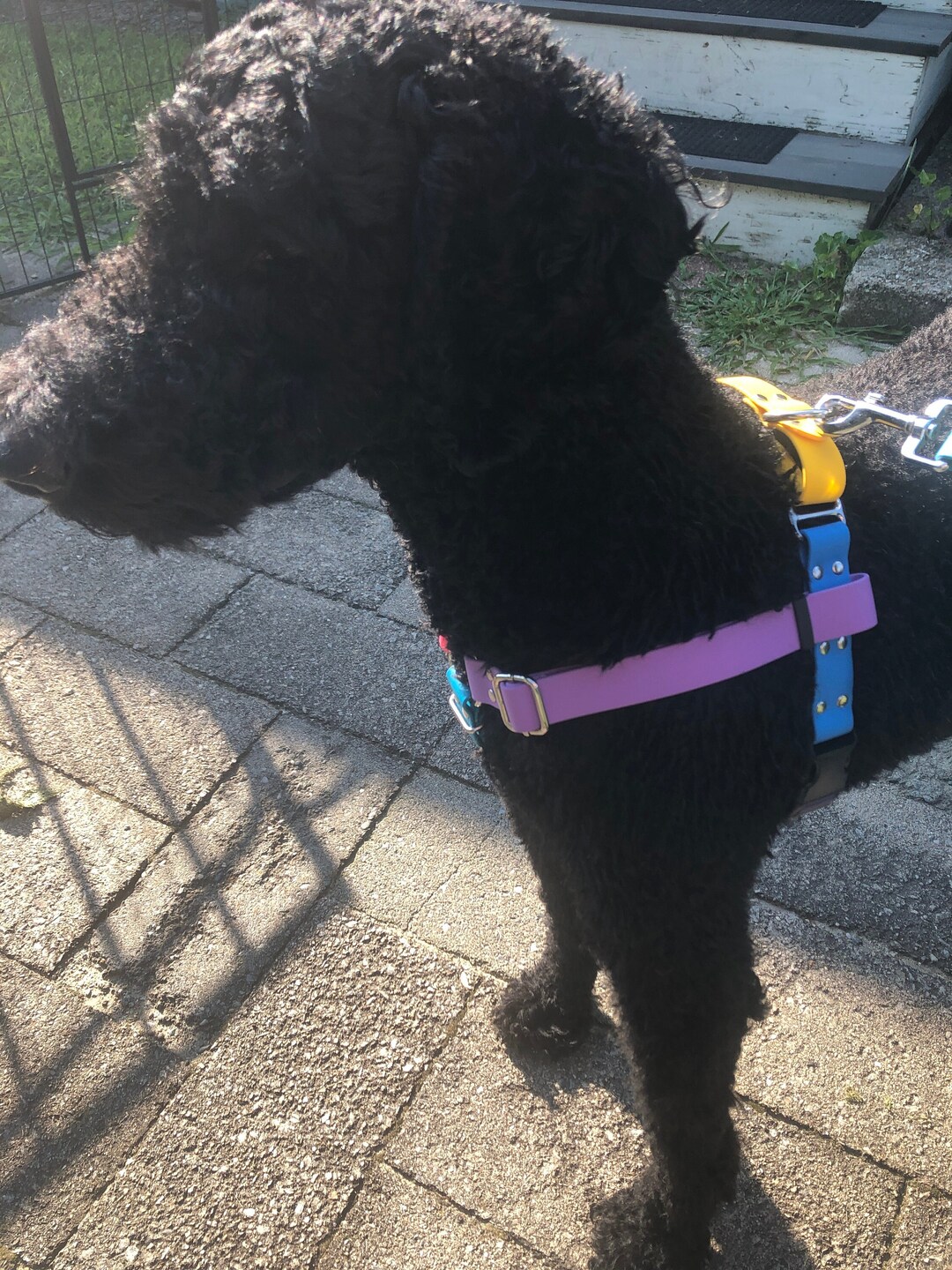 Martingale Biothane Harness - Etsy