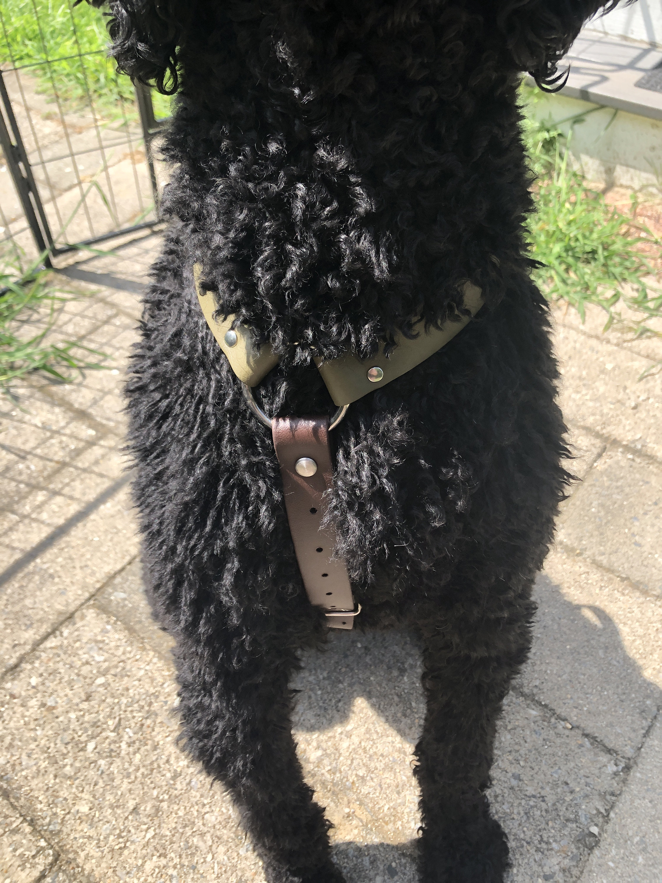 Biothane 1-strap Dog Harness - Etsy