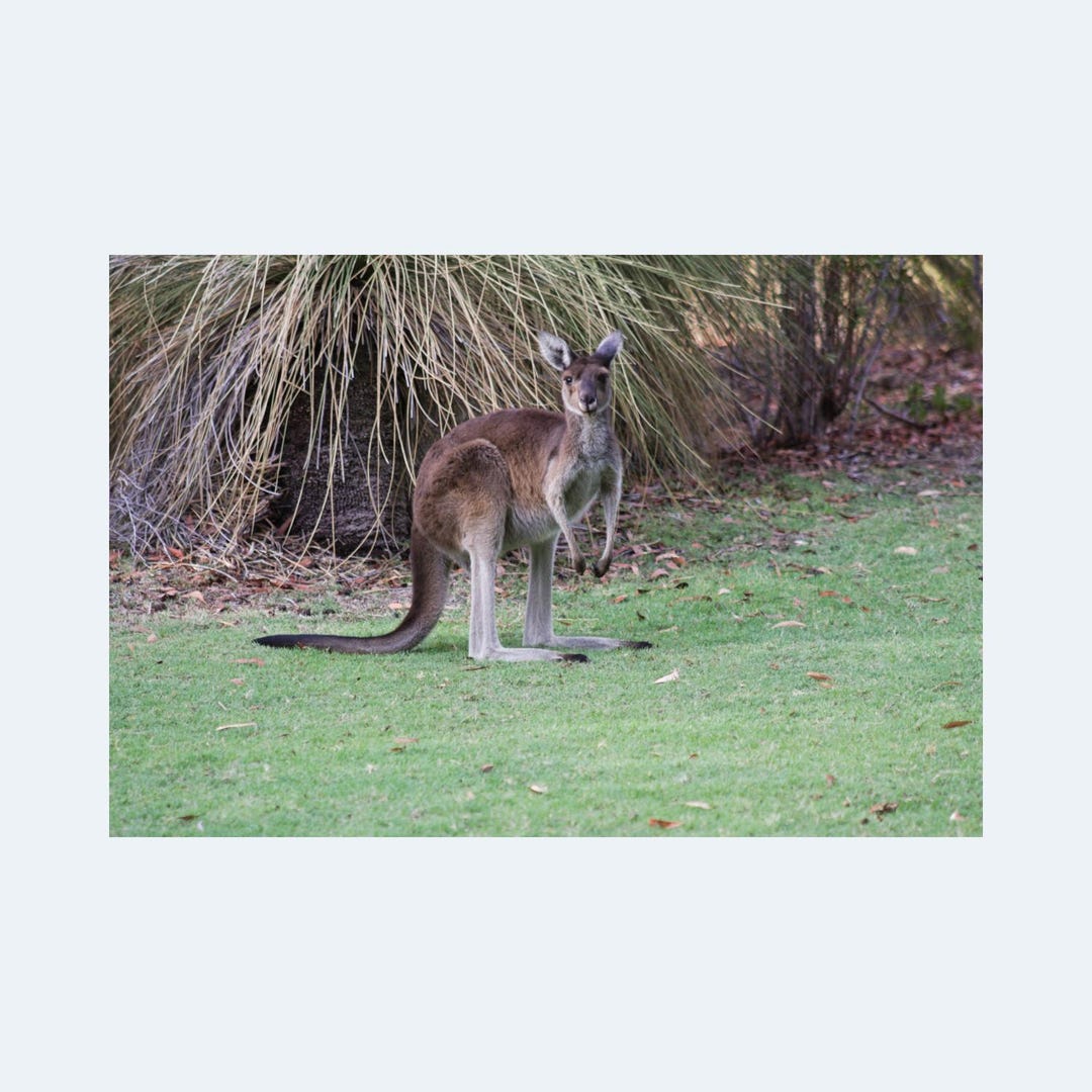 Photographs – Kangaroos – High Resolution Digital Images – 5 Images ...