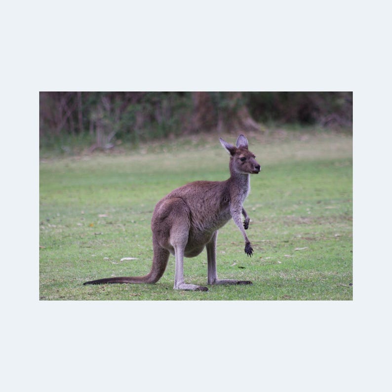 Photographs – Kangaroos – High Resolution Digital Images – 5 Images ...