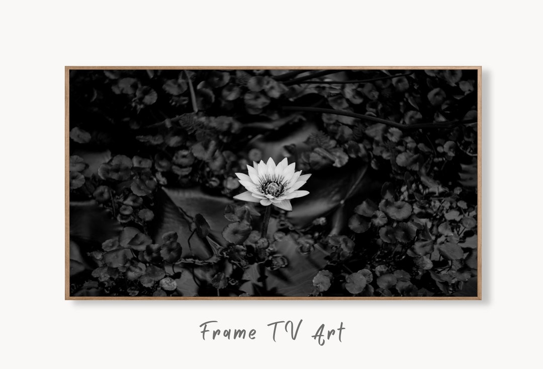 Samsung Frame TV 4K Art White Blooming Flower. Black and White Flowers ...