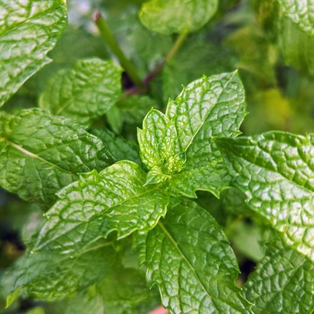 10 Live Mint Plants for Sale Bare Root Peppermint Roots and Spearmint ...