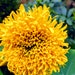 Mission Giant Marigold Seeds for Sale (russian Marigold ) - Etsy