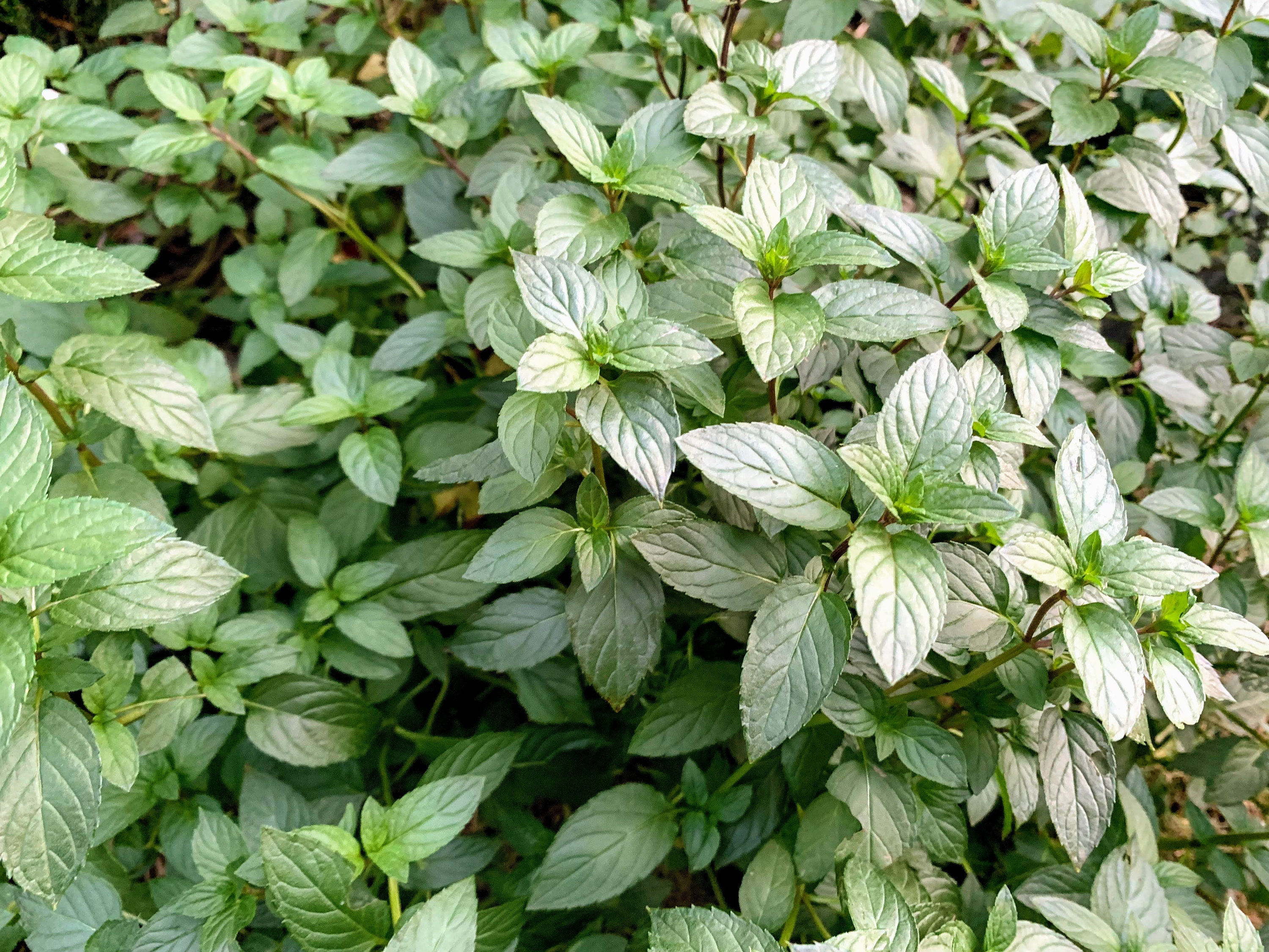 10 Live Mint Plants for Sale Bare Root Peppermint Roots and Spearmint ...