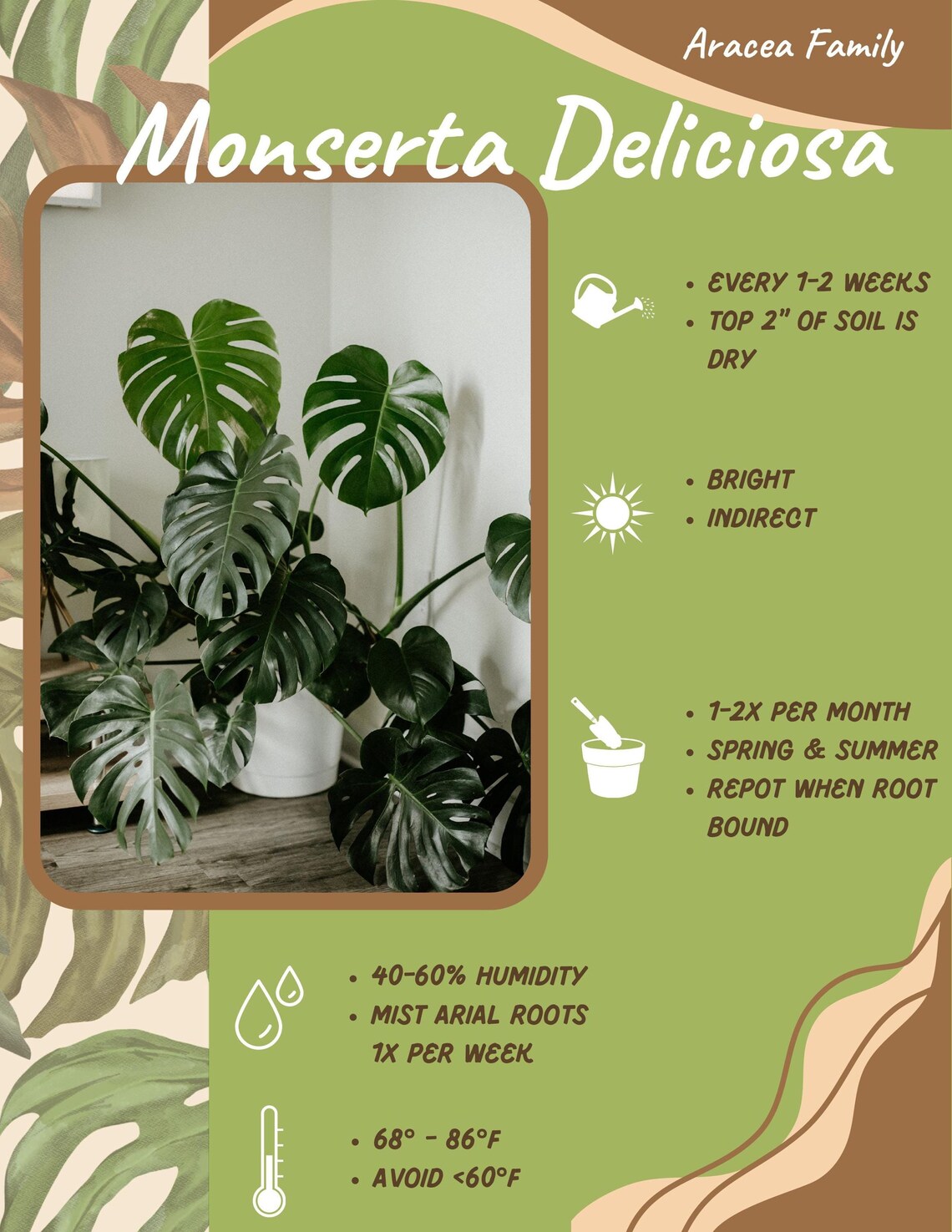 Plant Care Guide Monstera Deliciosa - Etsy