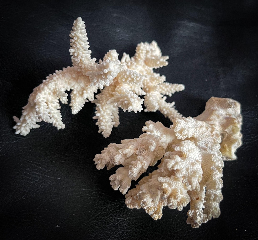 White Coral Reefs, Deep-sea Corals, Marine Life, Aquarium Home ...