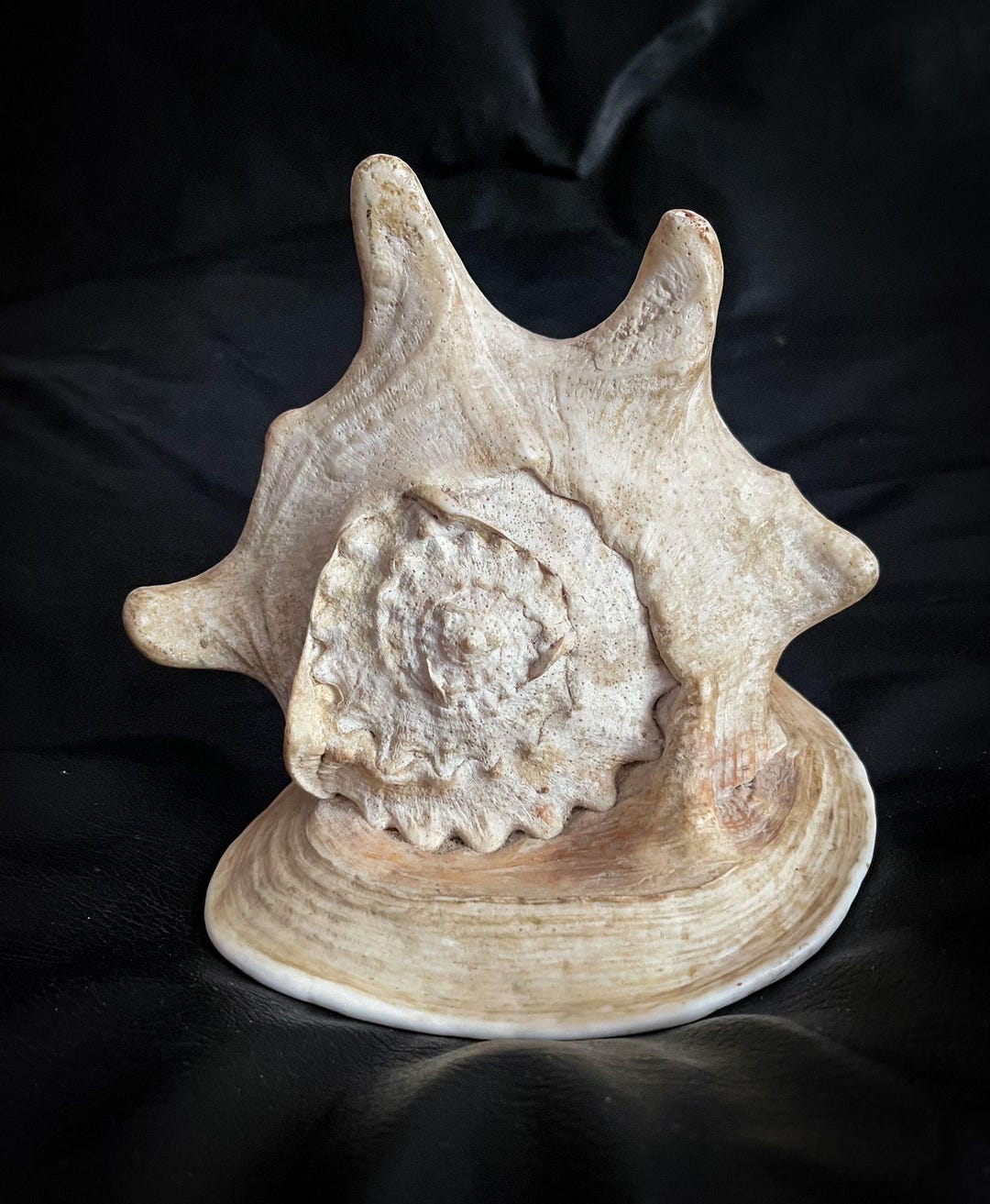 Hermit Crab Shell,queen Helmet Conch Shell, Cassis Cornuta, Vintage ...