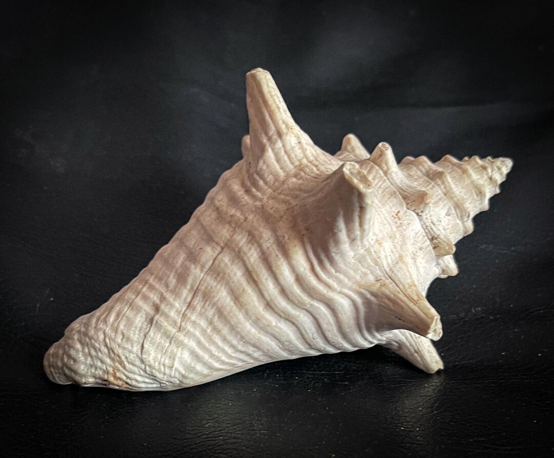 Conch Shell, White Vintage Seashell, Pacific Ocean Shell, Rare ...