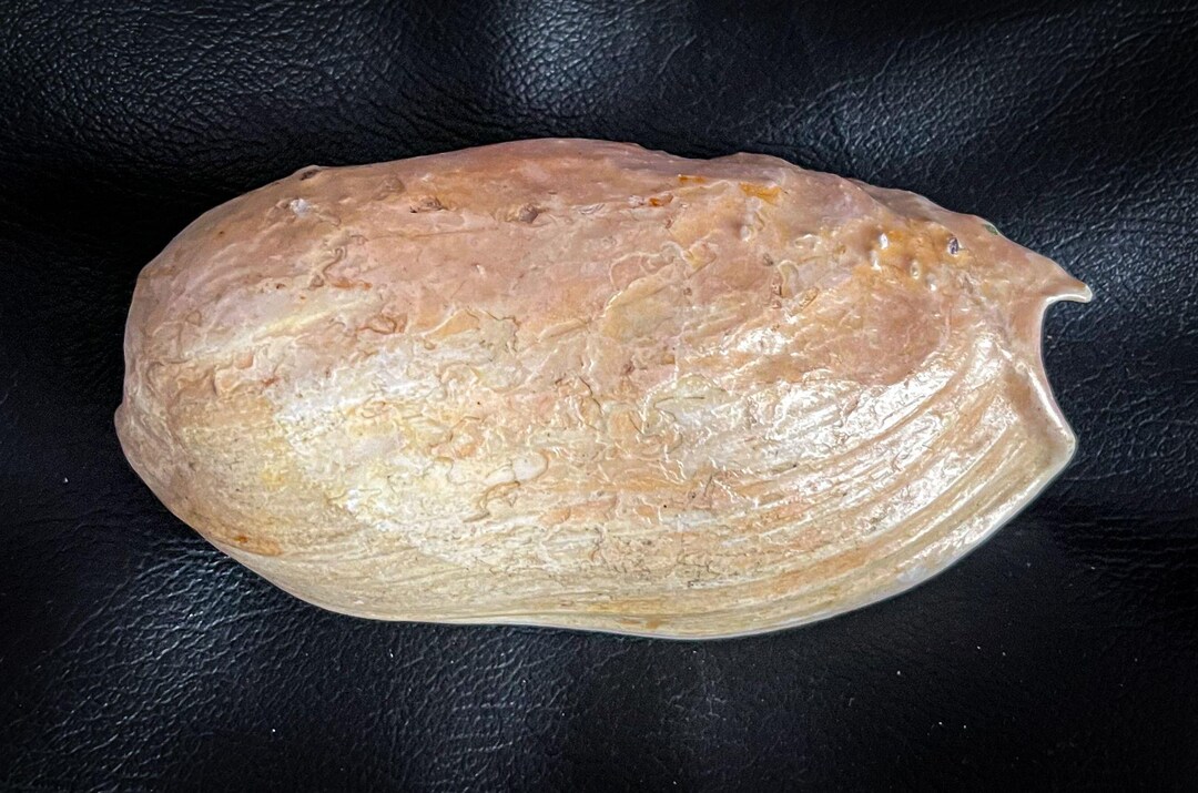 Vintage Real Authentic Seashell. Cymbium Glans Shell. Elephant’s Snout ...