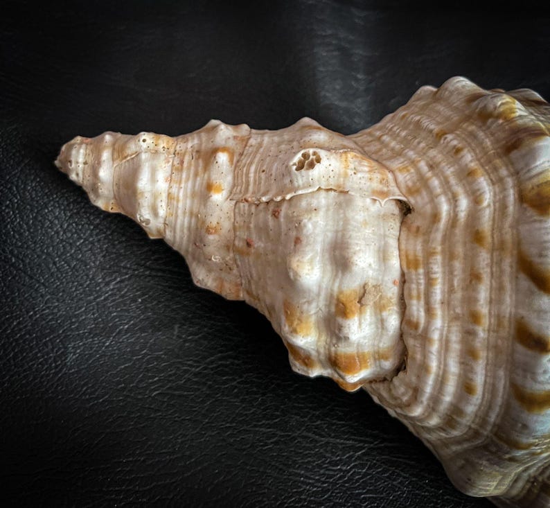 Vintage 10.3in Tritons Trumpet, Authentic Natural Seashell, Mollusks ...