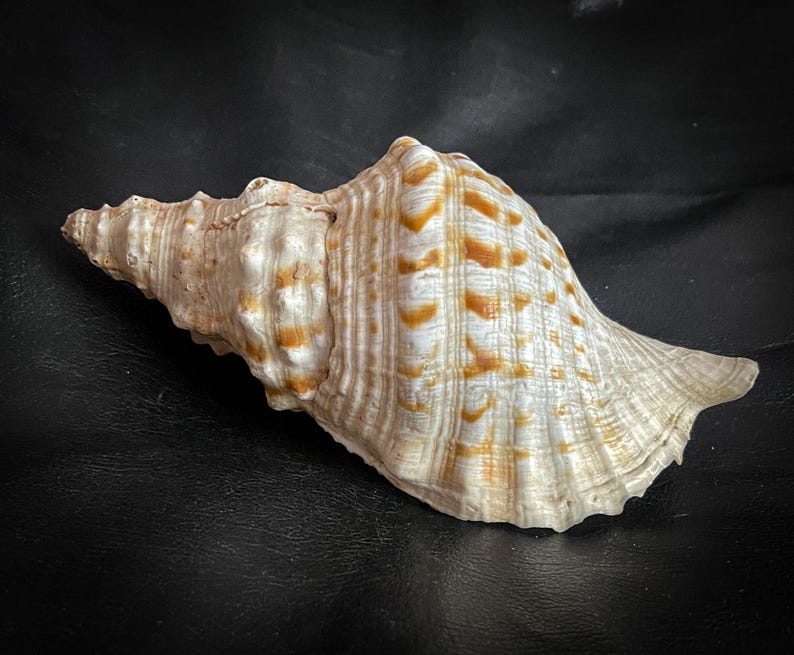 Vintage 10.3in Triton’s Trumpet, Authentic Natural Seashell, Mollusks ...
