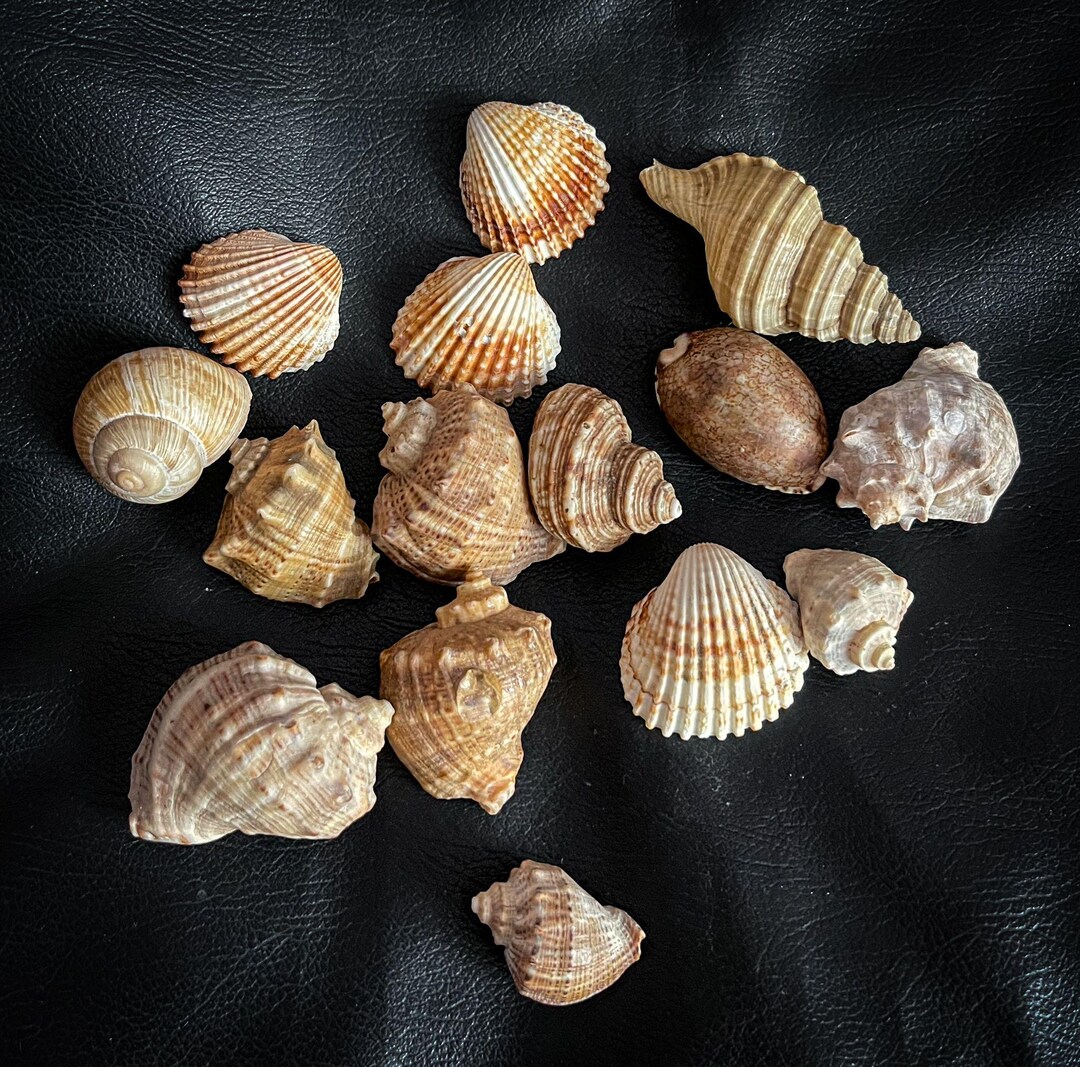 Bunch of Vintage Beautiful Seashells, Beach Snail Shell Mollusk Crab ...