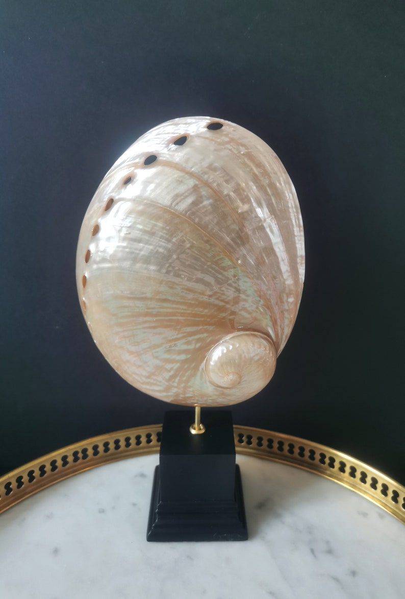 White Abalone Sea Shell, Wooden Stand H : 8.3 Inch | Home Staging ...