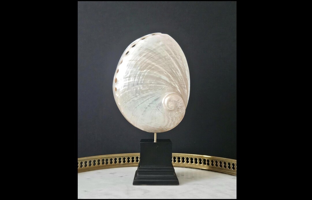 White Abalone Sea Shell, Wooden Stand H : 8.3 Inch | Home Staging ...