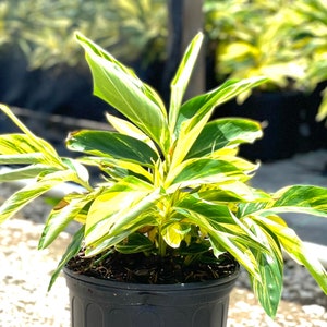 Variegated Ginger, Alpinia Zerumbet, Variegated Shell Ginger ...