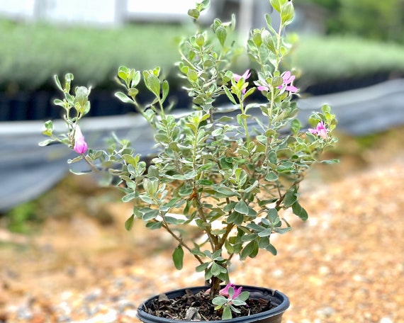 Silverado Sage Plant