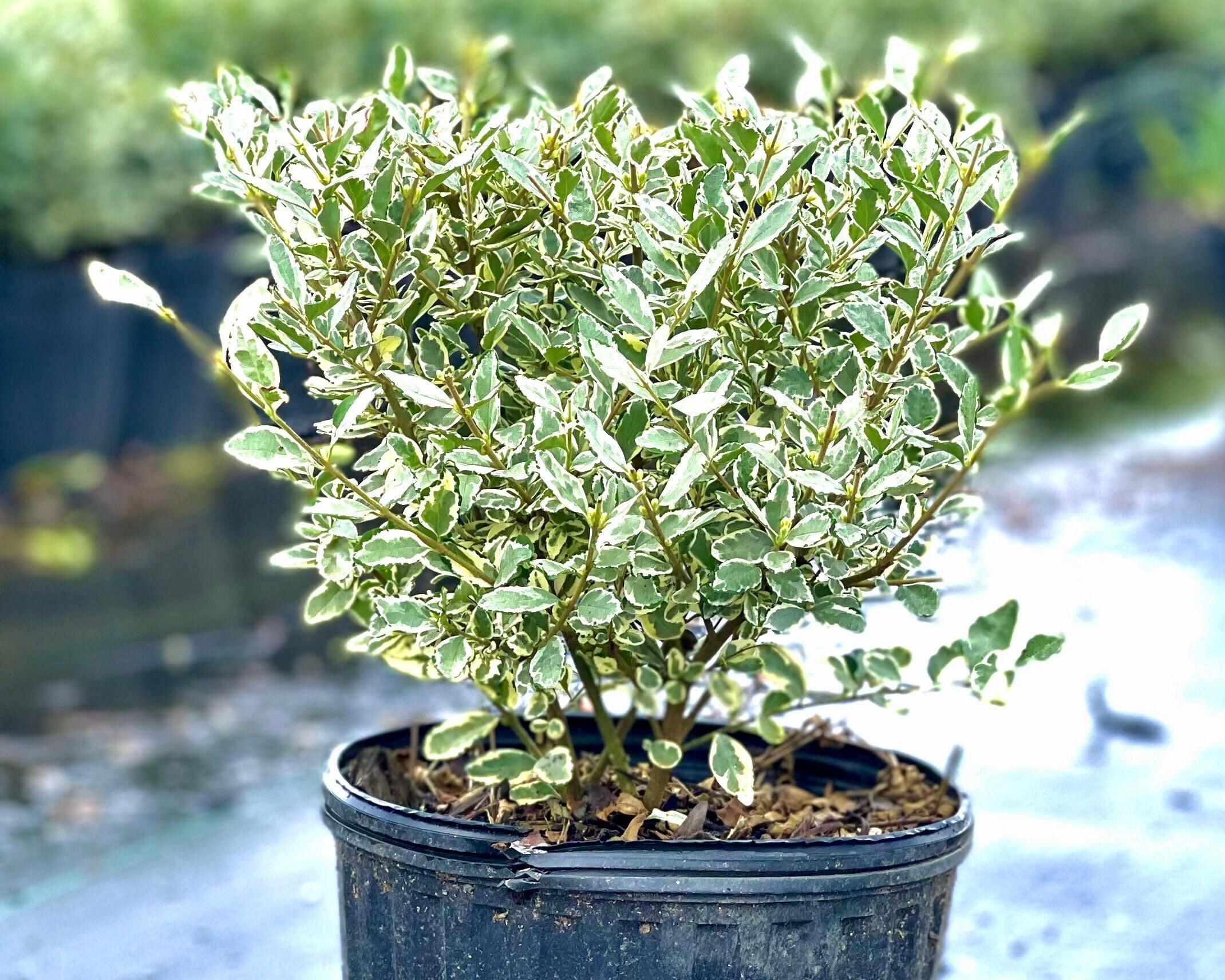 Variegated Privet, Variegated Privet Tree, Variegated Privet Ligustrum ...