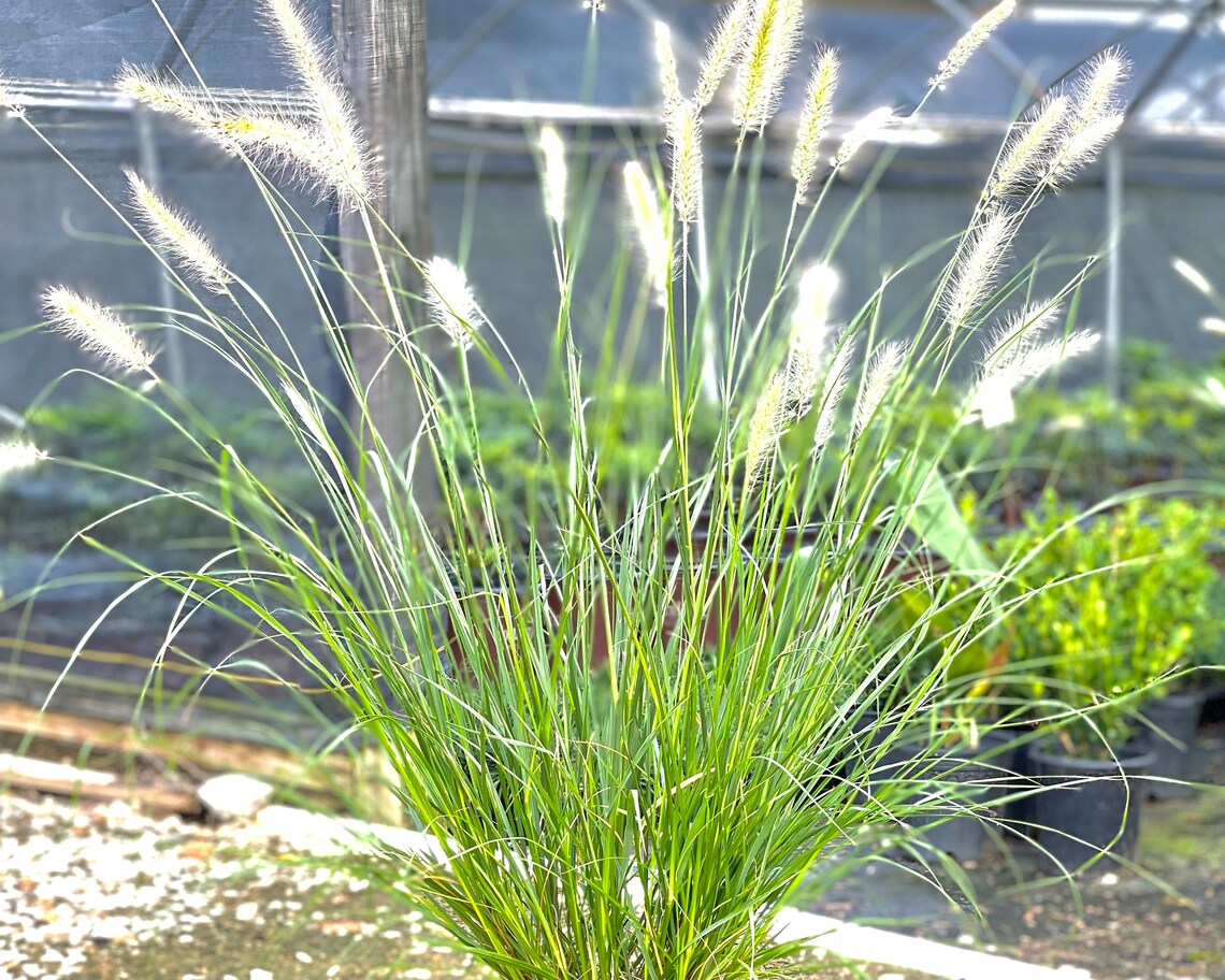 Dwarf Hameln Grass Dwarf Hameln Grass Dwarf Hamlin Dwarf - Etsy