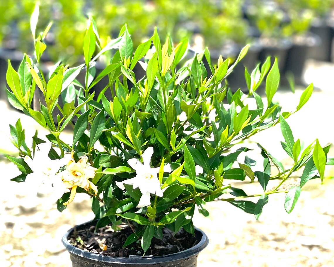 Frost Proof Gardenia Live Gardenia Plant Gardenia Fragrant - Etsy