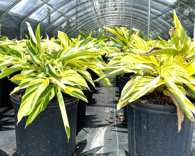 Variegated Ginger, Alpinia Zerumbet, Variegated Shell Ginger ...