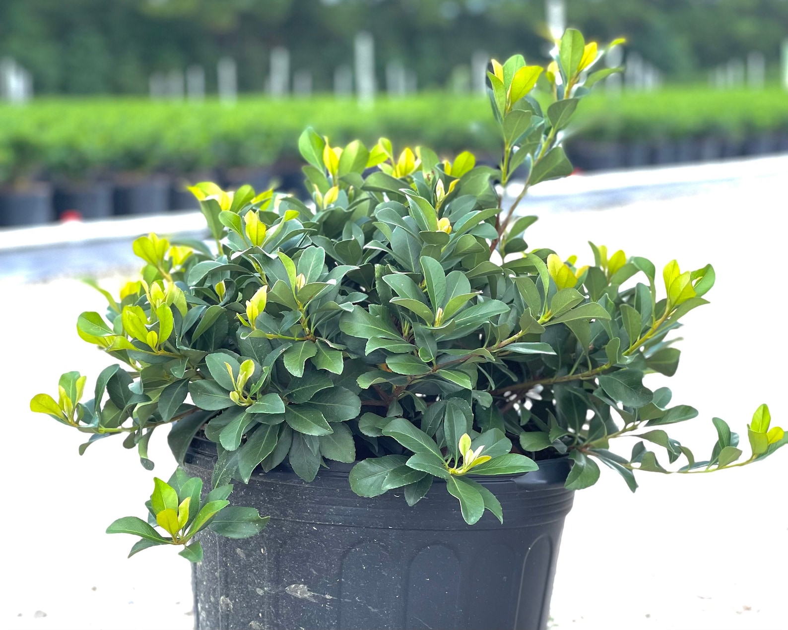 Clara Indian Hawthorn, Rhaphiolepis Indica, Indian Hawthorn Shrub ...