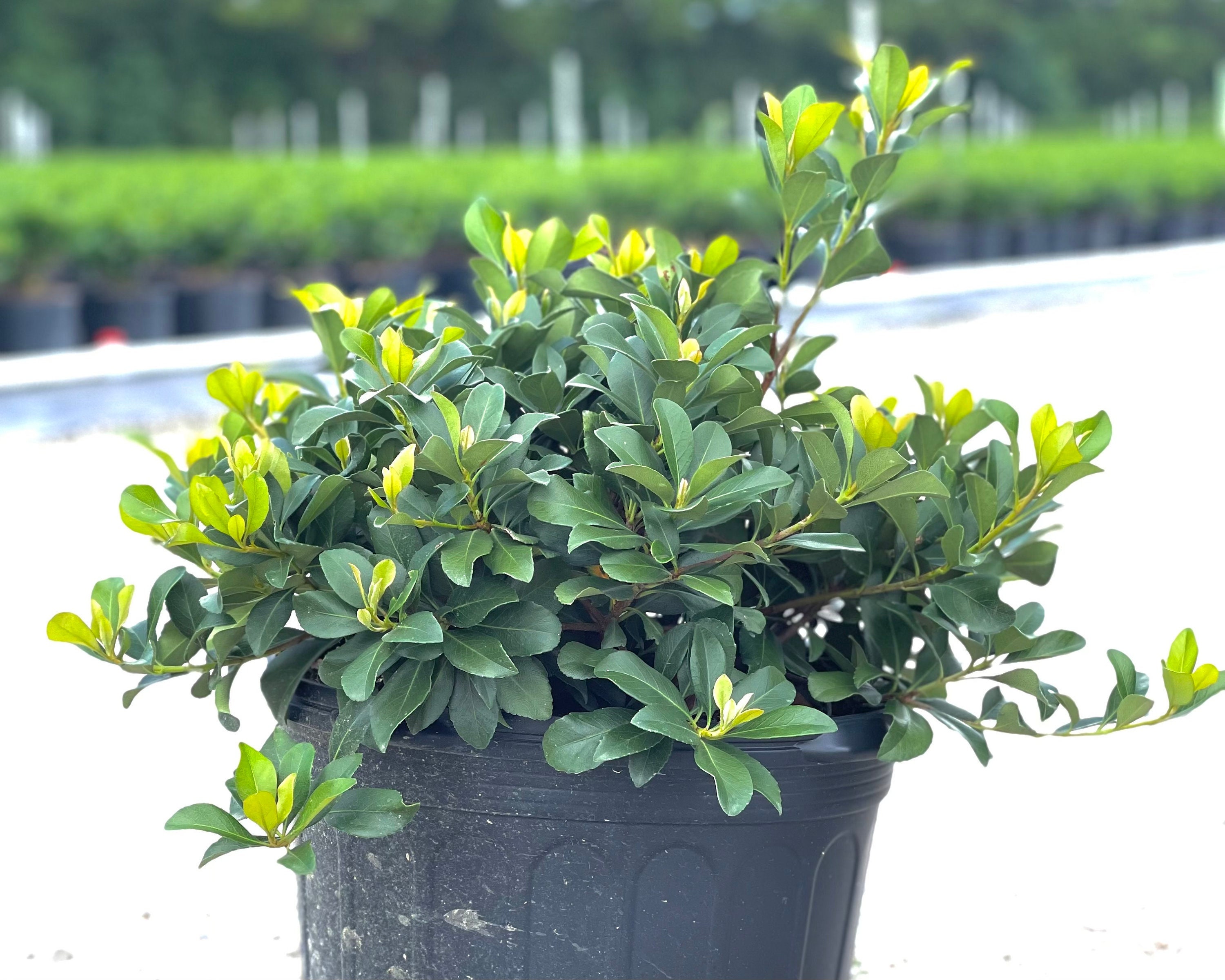 Dwarf Indian Hawthorn