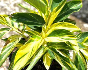Variegated Spiral Ginger Costus Arabicus Variegatus - Etsy