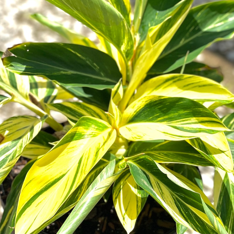 Ginger Plants - Etsy