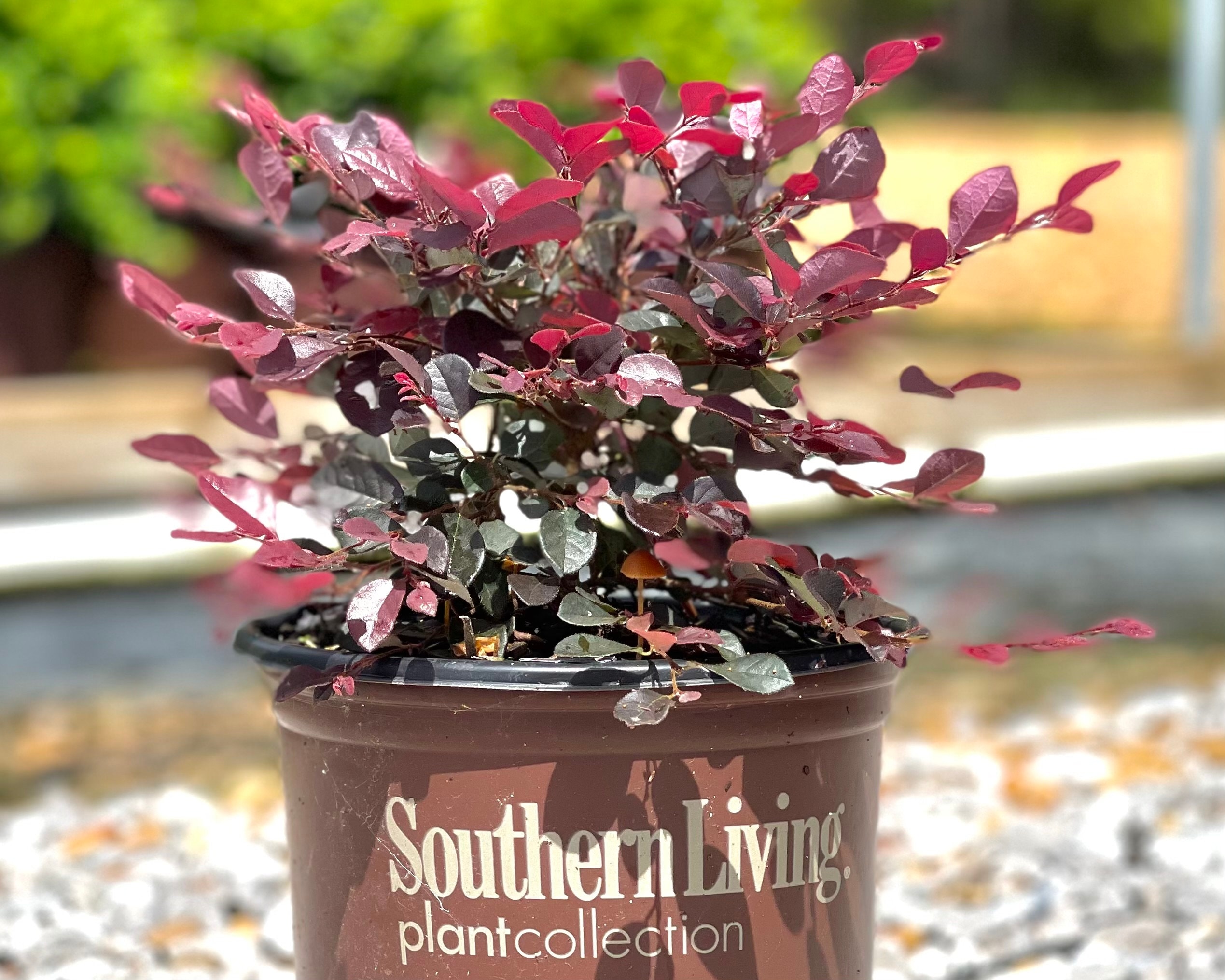 Dwarf Loropetalum Purple Diamond