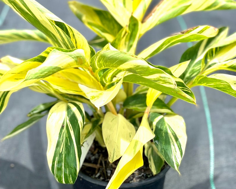 Variegated Ginger, Alpinia Zerumbet, Variegated Shell Ginger ...