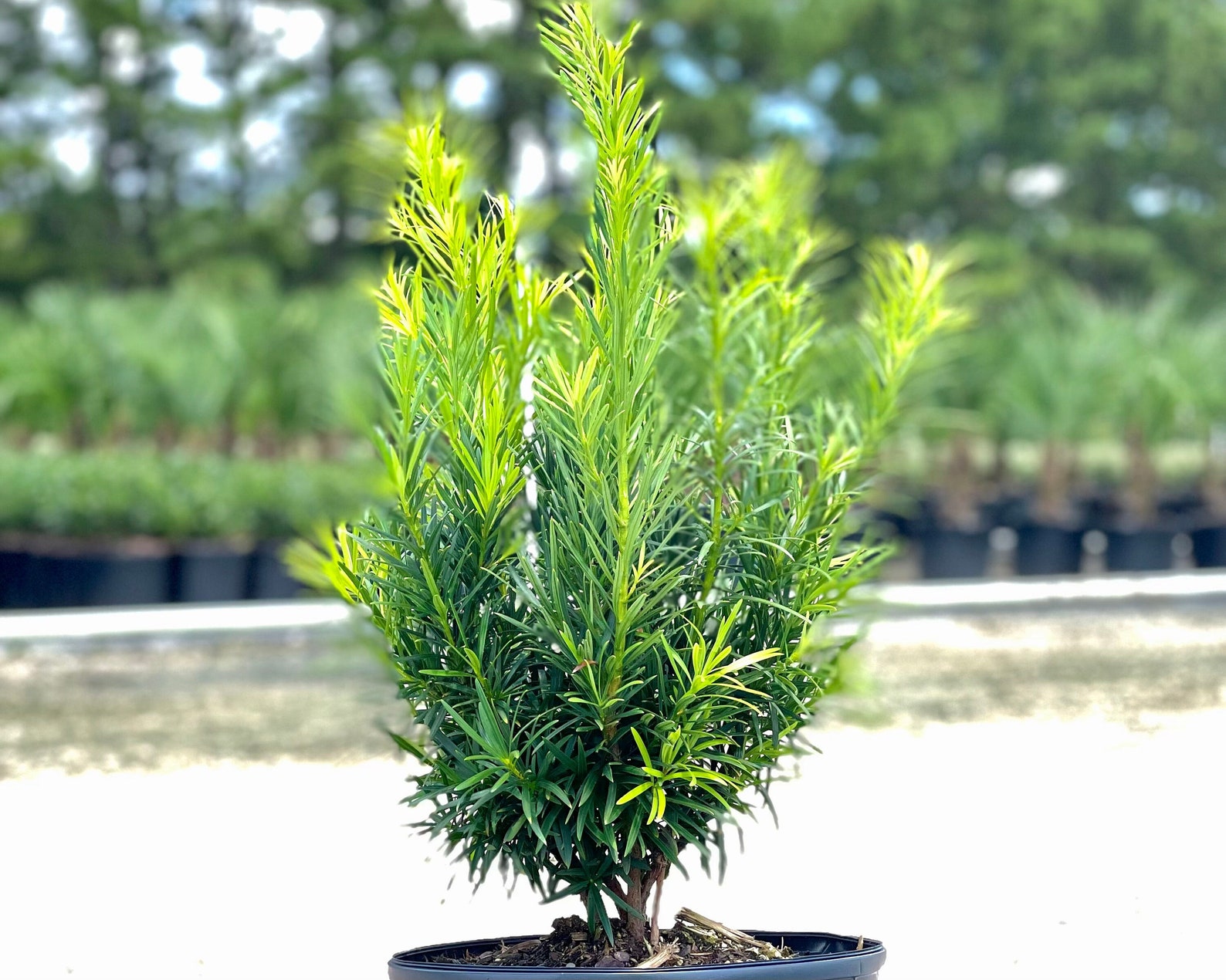 Japanese Yew, Pringles Yew, Podocarpus - Etsy