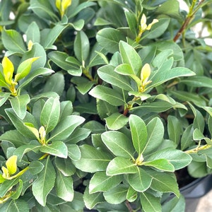 Clara Indian Hawthorn, Rhaphiolepis Indica, Indian Hawthorn Shrub ...