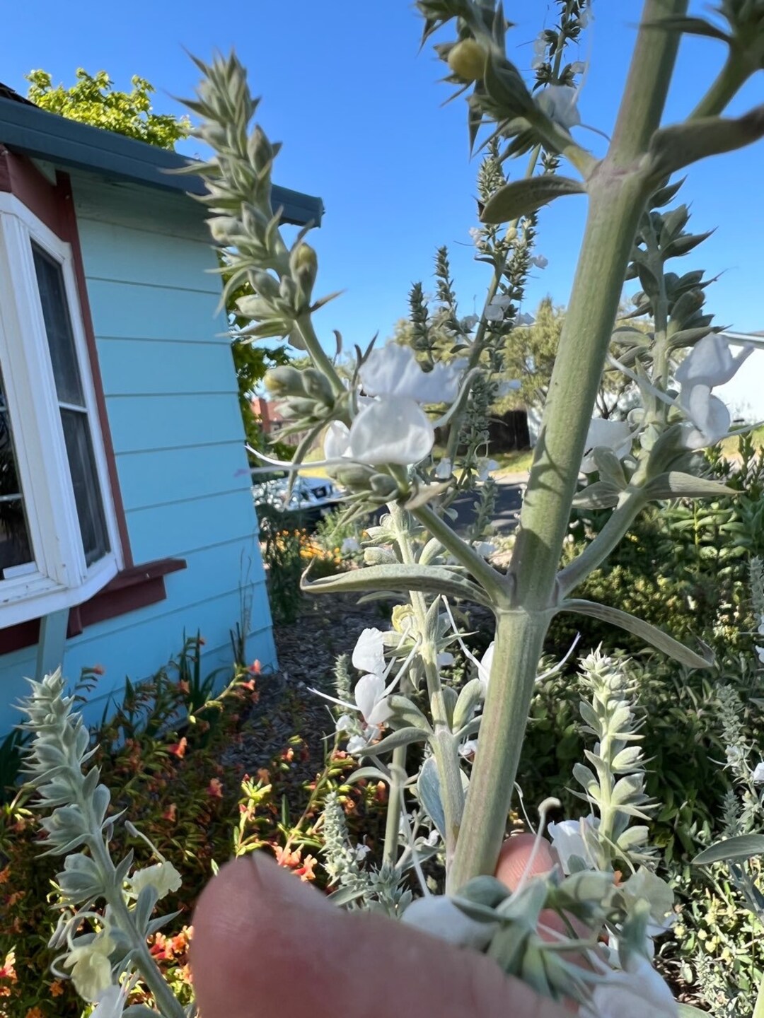 Salvia Apiana Seed X30 - Etsy