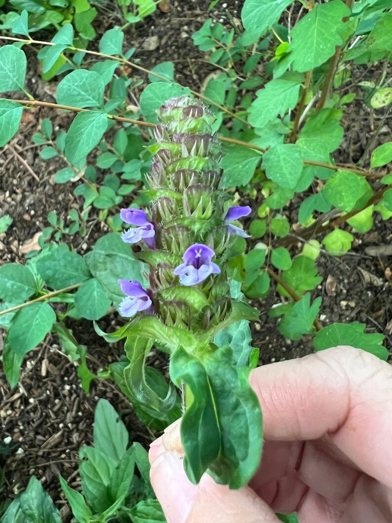 Prunella Vulgaris Seed X30 - Etsy