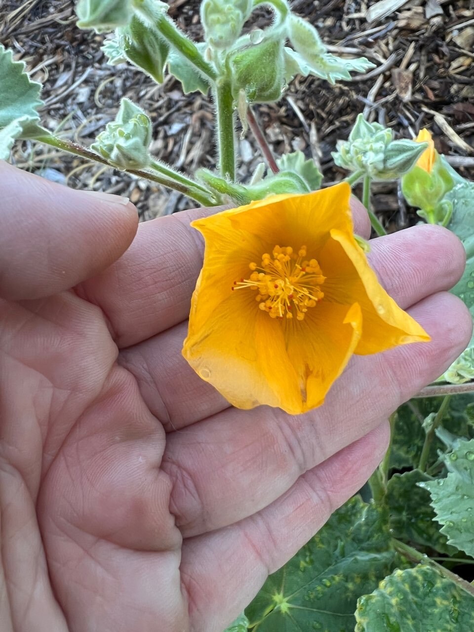 Abutilon Palmeri Seed X30 - Etsy